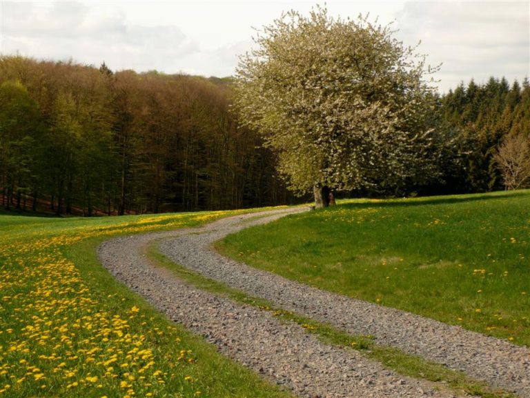 Eckfeld - einfach einmalig! Homepage der Gemeinde Eckfeld